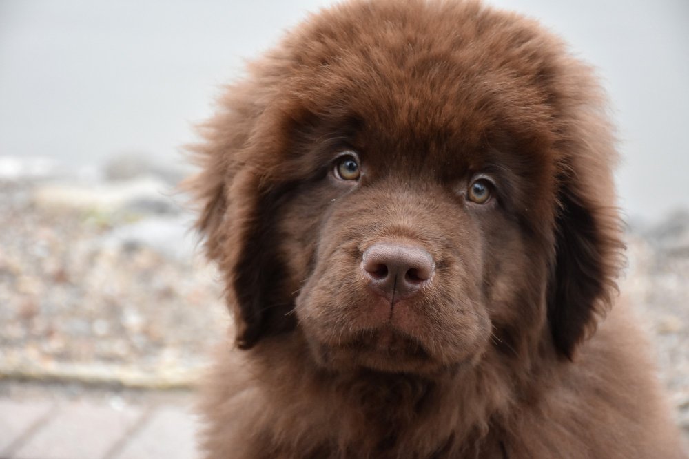 Red Cantonese Bear Dog Puppies - Adorable and Unique Companions