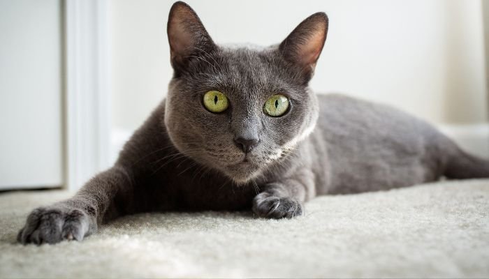 Cons of Owning a Russian Blue Cat: Health, Temperament & Allergies