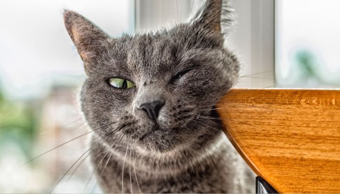 Cons of Owning a Russian Blue Cat: Health, Temperament & Allergies