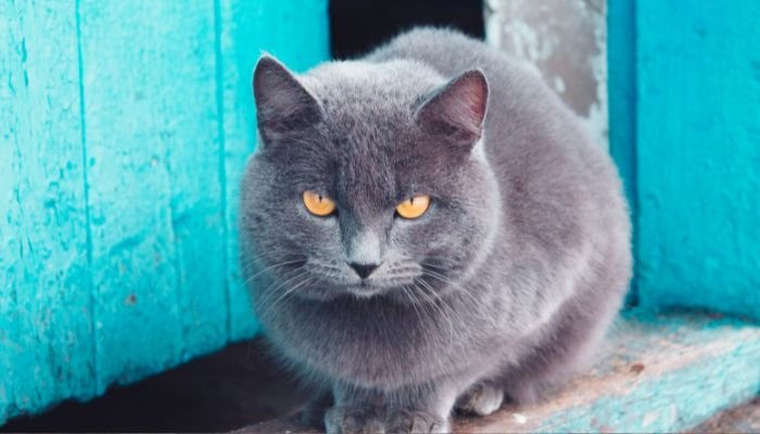 Cons of Owning a Russian Blue Cat: Health, Temperament & Allergies