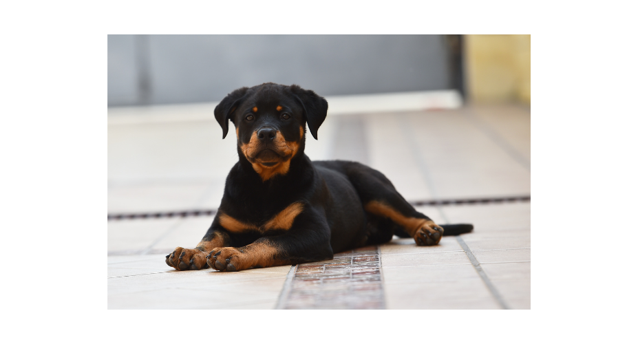 Titans of Tenacity: APBT vs Rottweiler - The Ultimate Breed Showdown