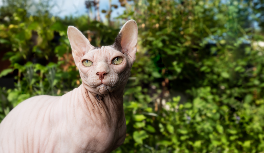 Are Sphynx Cats Truly Hypoallergenic? Unveiling the Myth